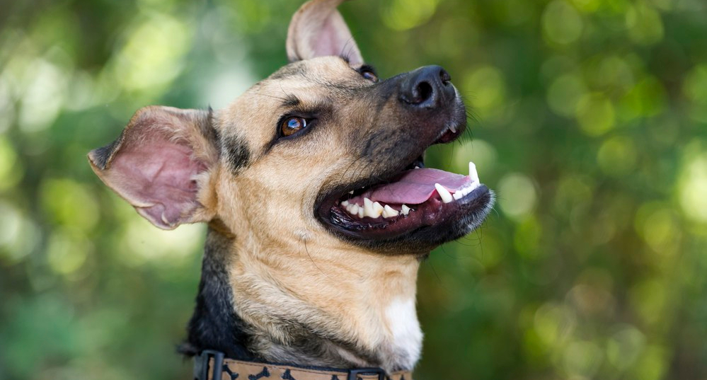 4 Natural Tips for Fresher Breath for Fido – The Green Butterfly Blog